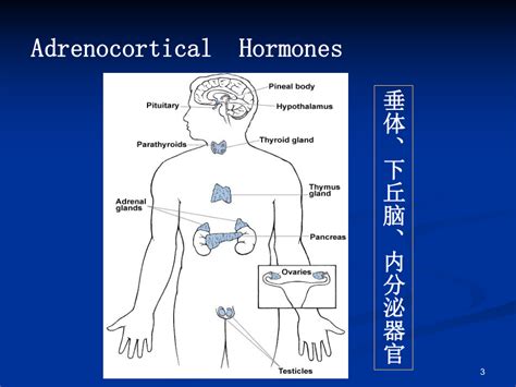 肾上腺皮质激素类药物AdrenocorticalHormones