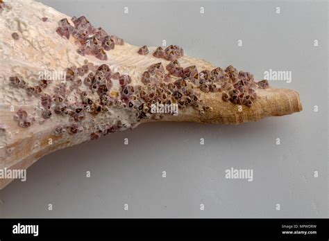 Dry Gigantic Sea Shell Soft Surface Inside Rough And Textured On The Outside Stock Photo Alamy