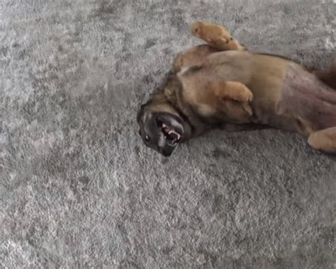 Dog Appreciative Of Kindness Cried Like A Human Page 33