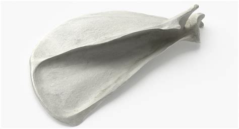 3d Domestic Cat Scapula Bone Turbosquid 1872993