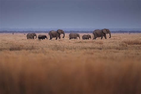 A Land Of Giants The Home Of Wilderness Mokete The Africa Adventure