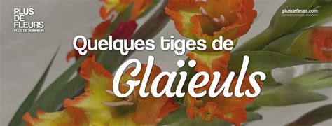 La Splendeur Et La Signification Des Glaïeuls En Fleurs