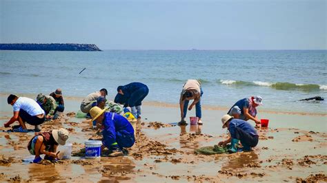 Clam Digging Craze Sweeps Coastal Rizhao Boosting Tourism And Culture