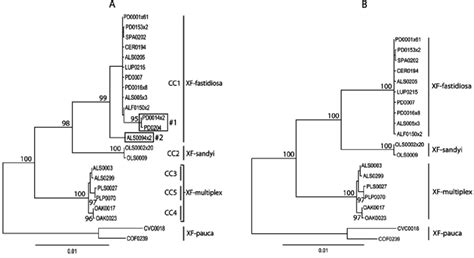 maximum likelihood phylogenetic tree of xylella fastidiosa based on the