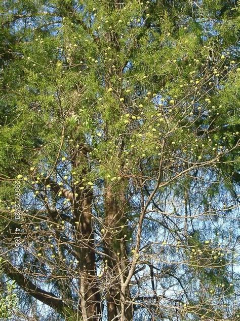 Sassafras Tree Pictures Information On The Sassafras Tree Species