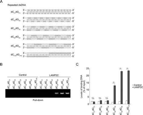 Dna Repeat Sequences That Interact With Lamp2c A Dsdna Sequences Download Scientific