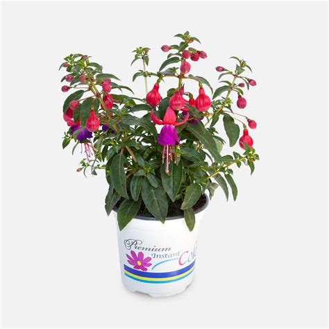 Potted Fuchsia Plant Delivery Nyc Potted Fuchsia Plant Delivery Nyc
