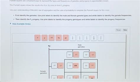 Solved EPunnett Squares Are Convenient Ways To Represent The Chegg