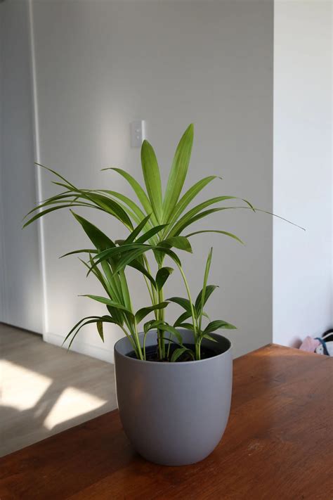 Kentia Palms Buy Online Now The Green Grower