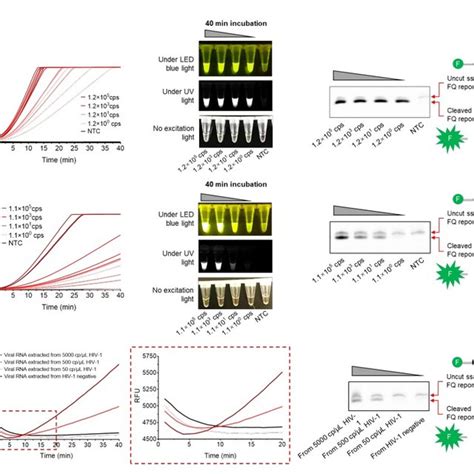 Pdf All In One Dual Crispr Cas12a Aiod Crispr Assay A Case For