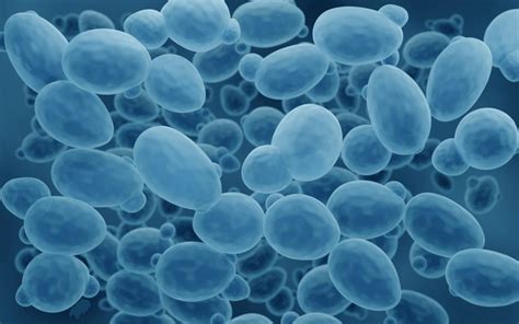 15 Biotechnology Fermentation Microorganisms Wine Royalty Free Images