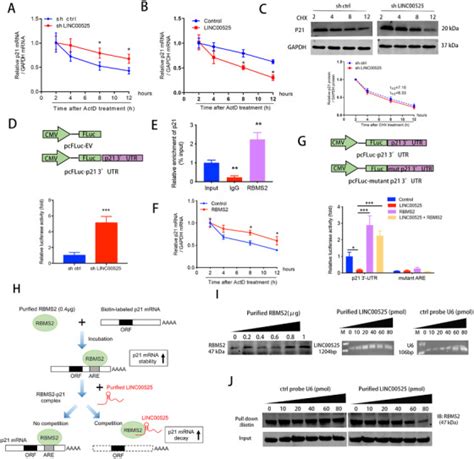 LncRNA LINC00525 Suppresses P21 Expression Via MRNA Decay And Triplex