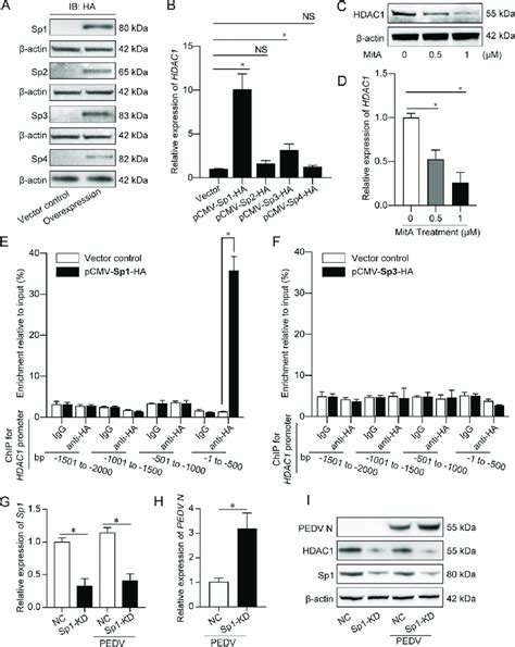Transcription Factor Sp1 Acted As The Key Regulator Of Hdac1