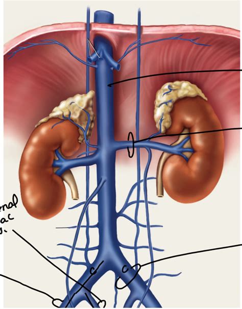 Trunk Pt 2 Diagram Quizlet