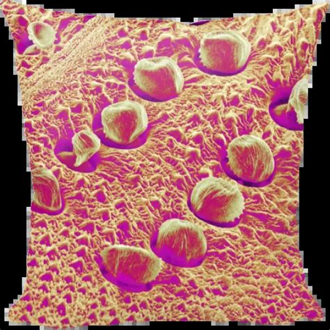 Pillow Of Insect Exoskeleton Sem Media Storehouse