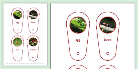 Life Cycle Of A Ladybird Fan Teacher Made Twinkl