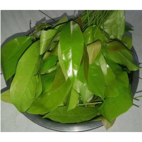 Jual Daun Melinjo Muda Super Segar 500g Shopee Indonesia