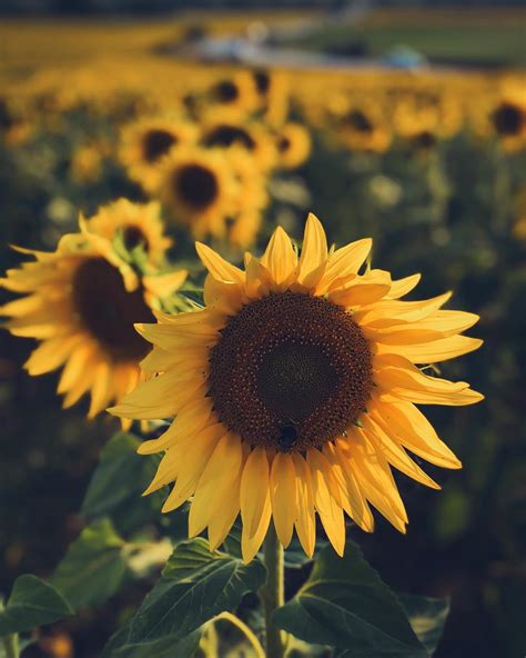 Подсолнухи (116 фото) » НА ДАЧЕ ФОТО