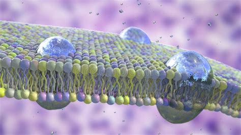 Illustration 3d De La Membrane Cellulaire Illustration Stock