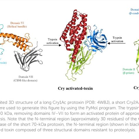 Buried Dragon Model For Cry Toxins Domain I Of The Cry Toxin Inserts