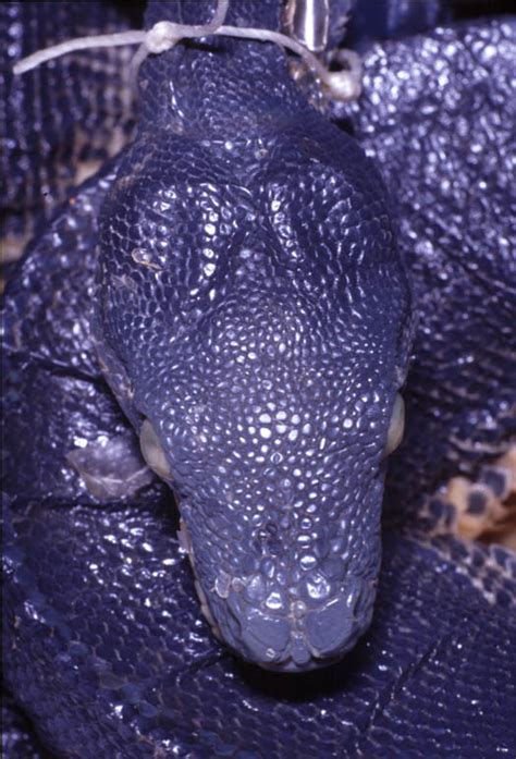 Purple Tree Python Green Tree Pythons Hatch At The Sciencenter In