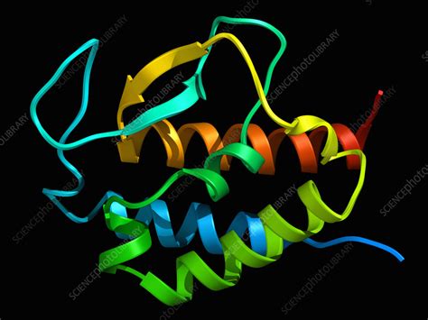 Human Interleukin 9 Illustration Stock Image C057 4966 Science Photo Library