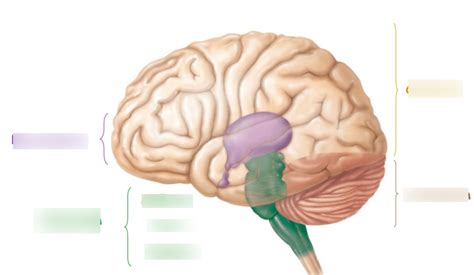 Diagram Of Week 1 The Nervous System And Embryology Quizlet