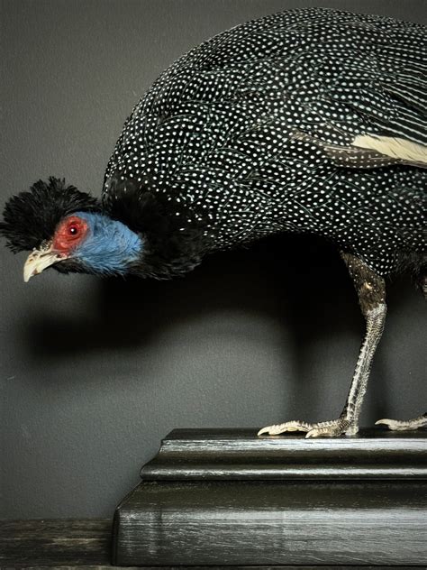 Mounted Frizzled Headed Guinea Fowl Beast Interiors