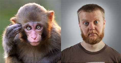 Humans And Monkeys Share Staring Behaviour Study