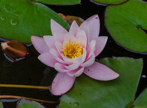 Обои Цветы Лилии водяные нимфеи кувшинки обои для рабочего стола фотографии цветы лилии