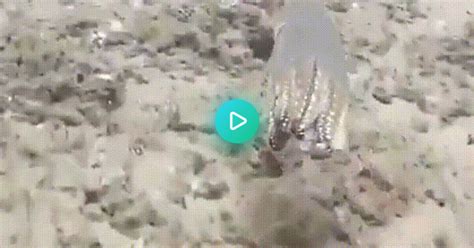 Octopus Camouflage  On Imgur