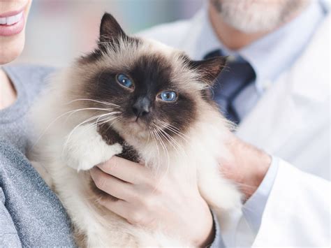 Environmental Allergies And Your Cat Royal Canin Us