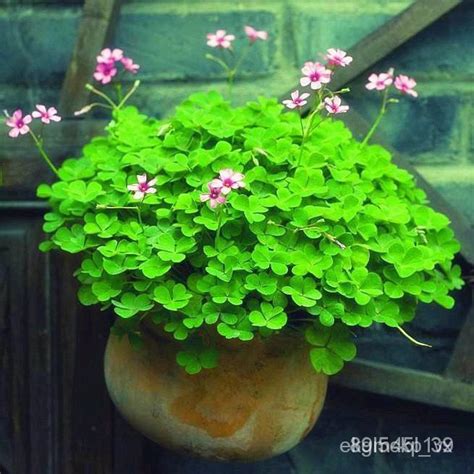 White Clover Seeds白三叶种子车轴草室内阳台庭院心型盆栽多色幸运草籽 1lfd AKLI Shopee Malaysia