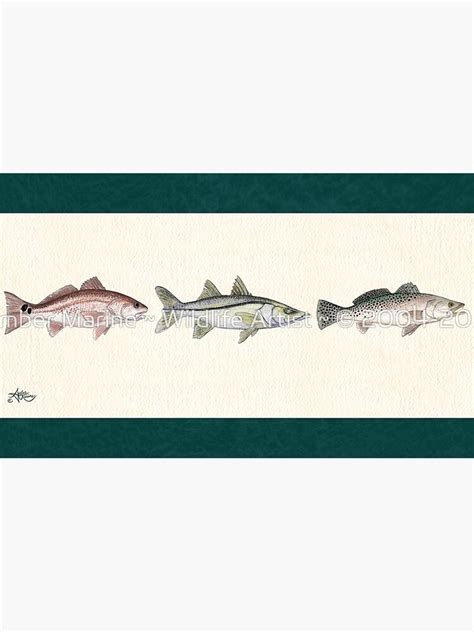 Inshore Slam By Amber Marine ~ Watercolor Redfish Snook And Trout