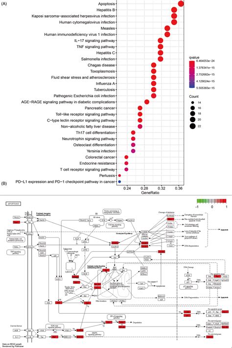 Kegg Enrichment Analysis And Pathway Map A Kegg Enrichment Analysis
