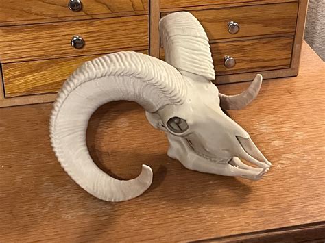 Bighorn Sheep Male Skull Sheep Skull Royalty Free Images Qrzxi