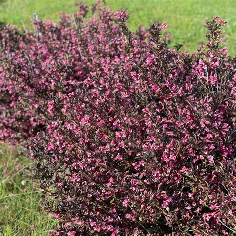 Weigela Fine Wine