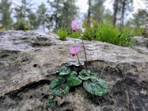 liat tal on linkedin בין הצפירות בכביש לרחובות המלוכלכים בין משפחות