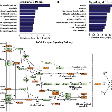 Pathway Analysis For The Differentially Expressed Transcripts And