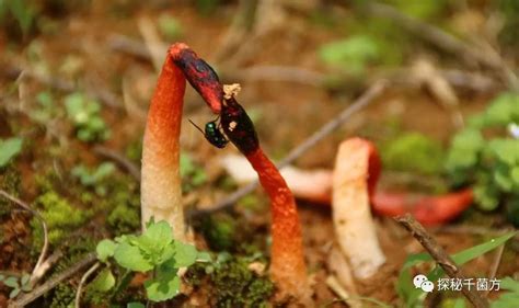 难闻如鸡屎的红鬼笔，居然是恶疮特效药 知乎