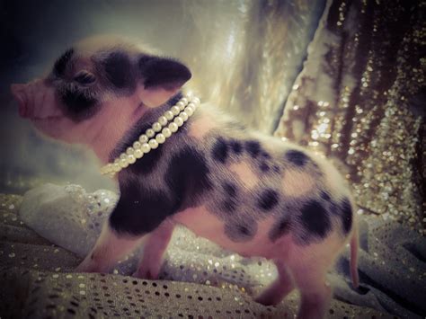 Teacup Pet Mini Pigs Violets Mini Pigs