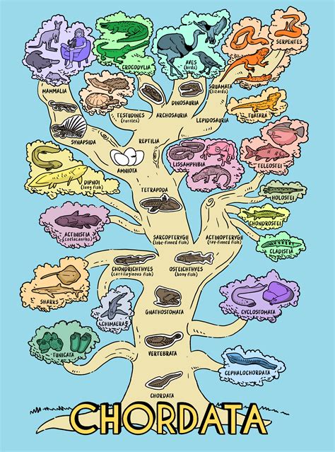 Evolutionary Tree Of All Living Chordates Rdamnthatsinteresting