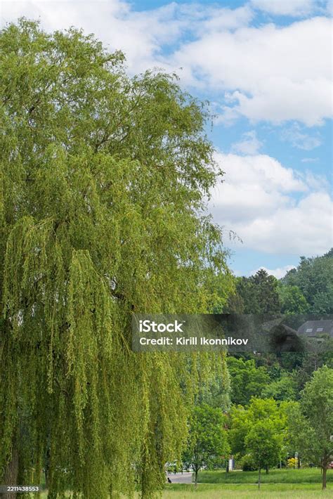구불구불한 교외 풍경과 밝고 푸른 하늘을 배경으로 키 큰 버드나무 세로 사진 0명에 대한 스톡 사진 및 기타 이미지 0명 계절 관목 Istock