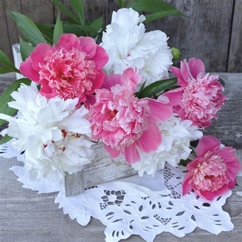 Peony Plants For Sale Old Fashioned Fragrant Collection Easy To