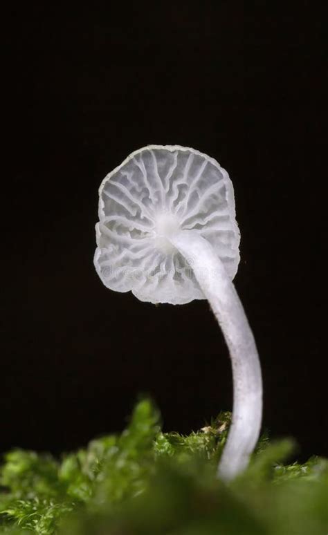 Delicatula Integrella Is A Small Delicate And Extremely Beautiful