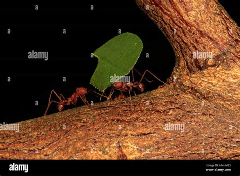 Leafcutter Ant Atta Sexdens Carries Leaf Transportation Of Cutted