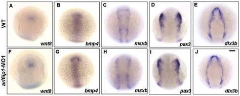 Expressions Of Ectodermal Patterning Factors Appear Normal In Download Scientific Diagram