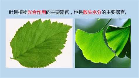 4 5 植物的叶与蒸腾作用课件 23张ppt 21世纪教育网