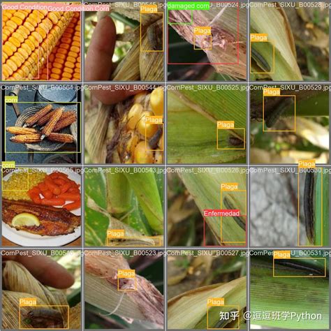 基于深度学习的玉米病虫害检测系统（网页版yolov8v7v6v5代码训练数据集） 知乎