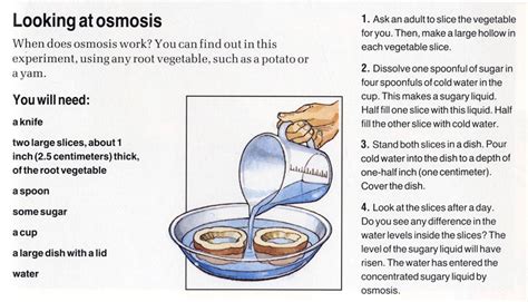What Is Osmosis
